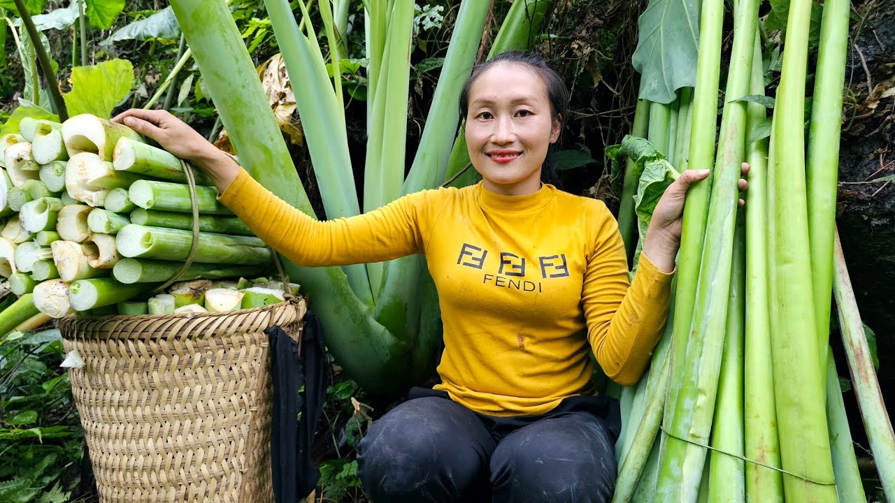 Harvest giant taro tree goes to the market sell - Make pig food | Ly ...