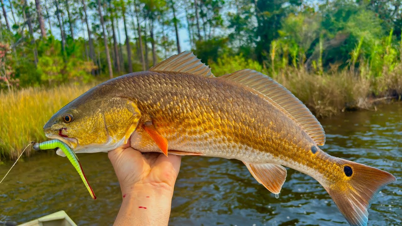 Catching a three man limit of redfish in the Mississippi marsh! - YouTube