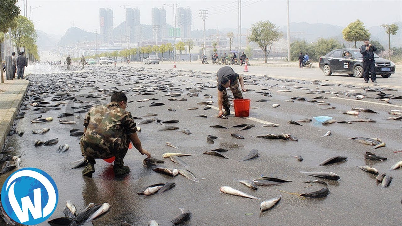 Strange Rains That Actually Happened - YouTube