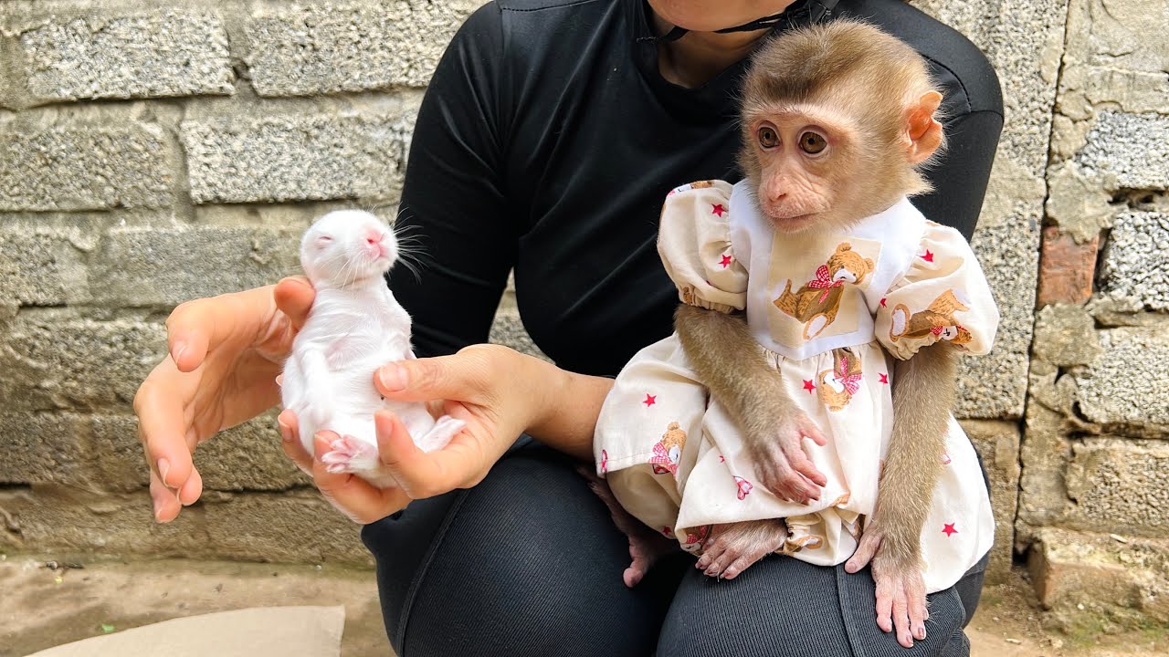 Mother and baby monkey Tina saved the baby rabbit at the market - YouTube