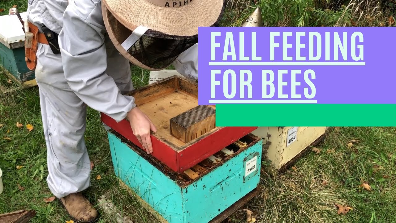 TTP Beeyard Sessions - Fall Feeding for Bees - YouTube