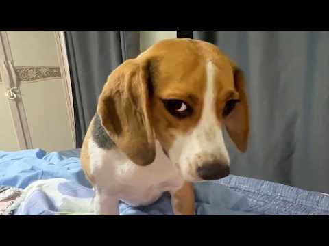 Dogs Being Dramatic Again 🤣 Funny Dog Videos 2026
