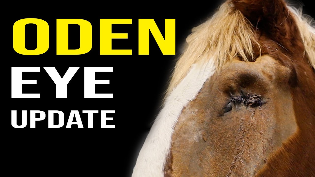 Update on Odin - Eye Surgery - YouTube