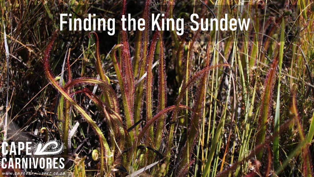 King Sundew - Drosera regia in the wild - YouTube