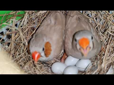 Zebra Finch Eggs hatching time - YouTube
