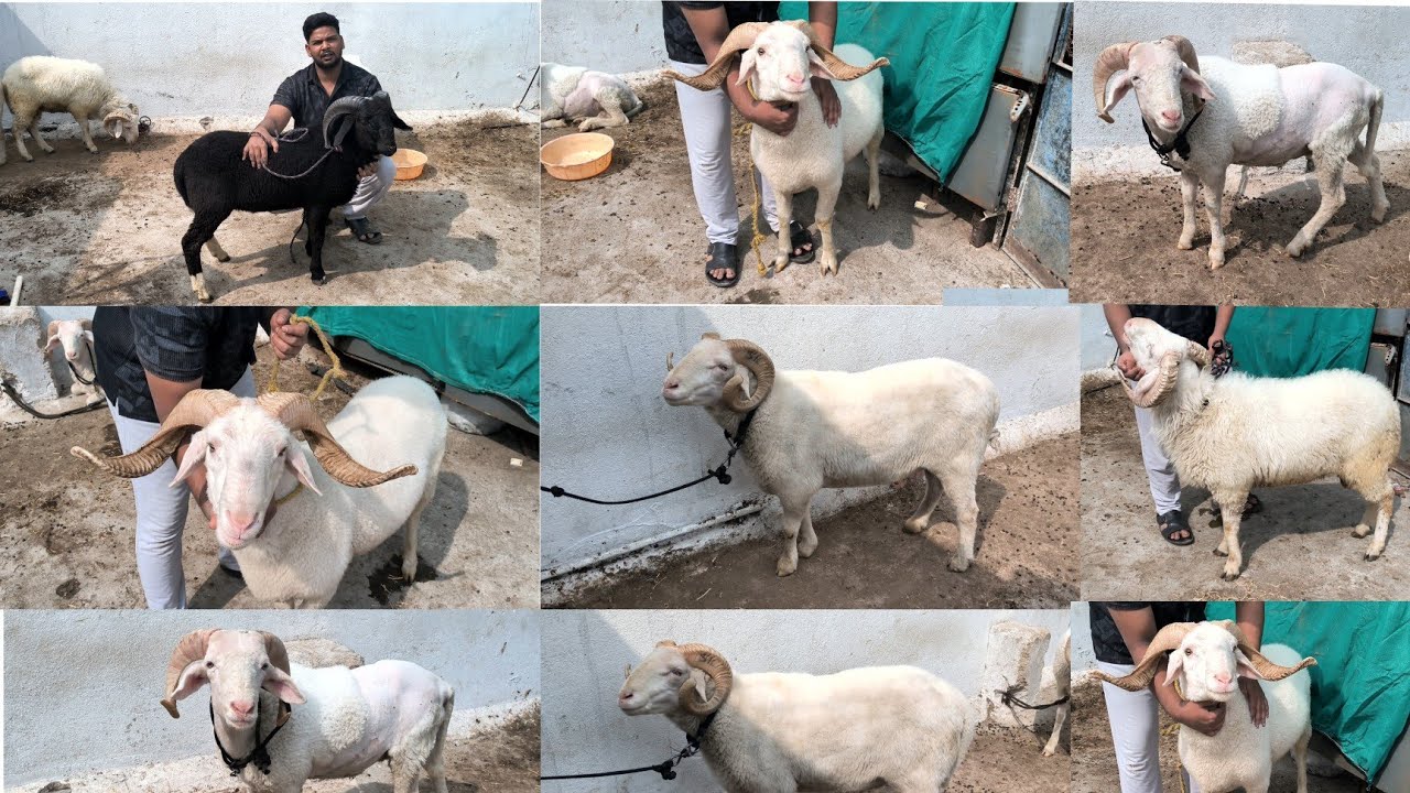 Premium Quality vilayati Sheeps Available at alija kotla - YouTube
