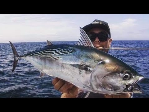 Fishing South West Rocks - Amazing Dolphins! Mac Tuna Catch and Cook ...