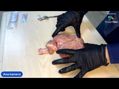 Dana Beyni Diseksiyonu - Doç.Dr. Ayşegül Yıldız - MUGEN