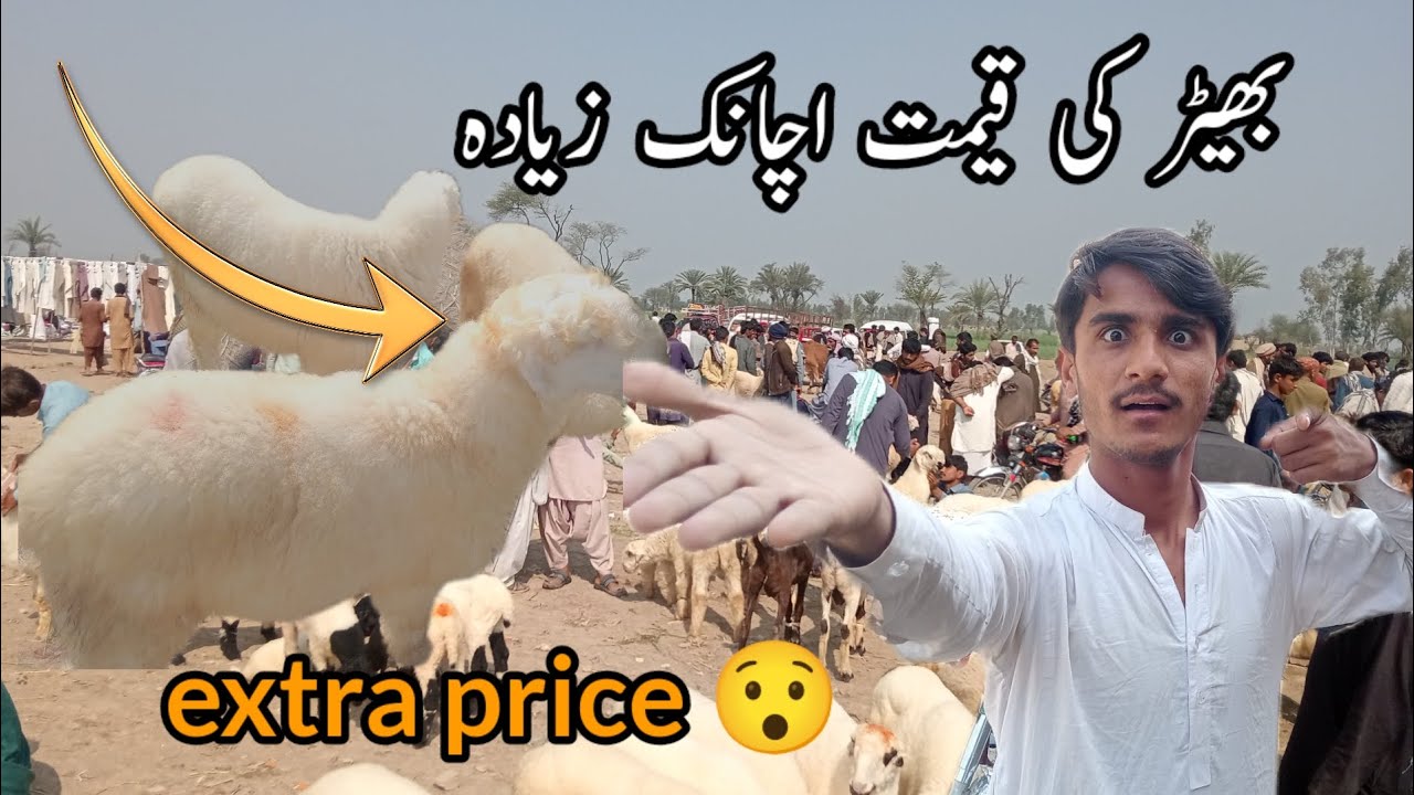 Extra price animals Nari farm Mandi Goats - YouTube