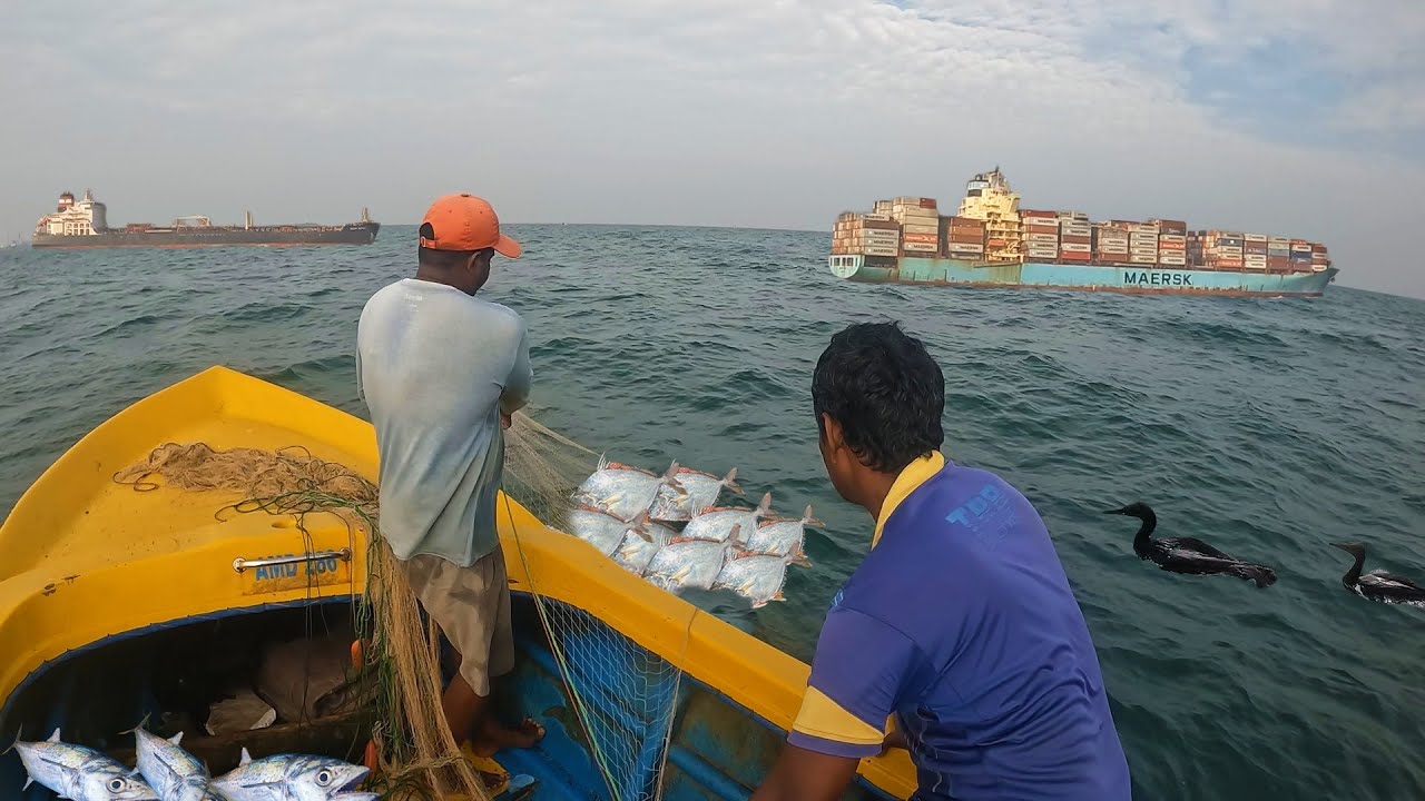 Amazing Net Fishing In The Sea And Catching Various Fishes Among Ships ...