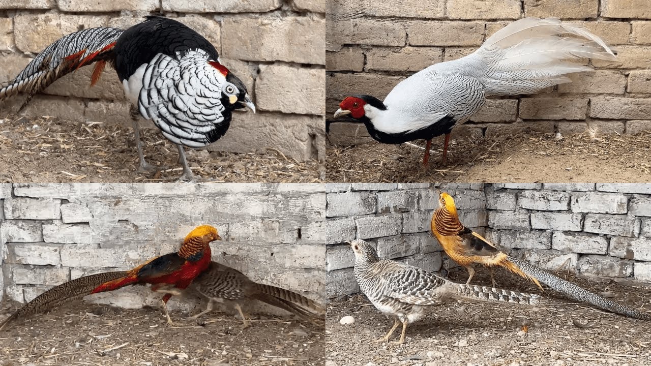 Pheasant Breeding Season | Pheasant Eggs and Chicks Season | M Birds ...