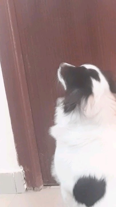 Daily vlog 176/365😂 #minivlog #dailyvlog #dailyshorts #365vlogschallenge #dailylife #dog #dogs ...