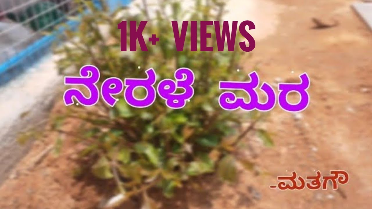 ನೇರಳೆ ಮರ (Nerale mara) | ಮತಗೌ (mathaGow) | Kannada short film - YouTube