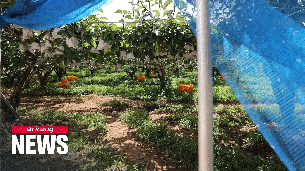 How to keep typhoons from damaging orchards and farms - YouTube