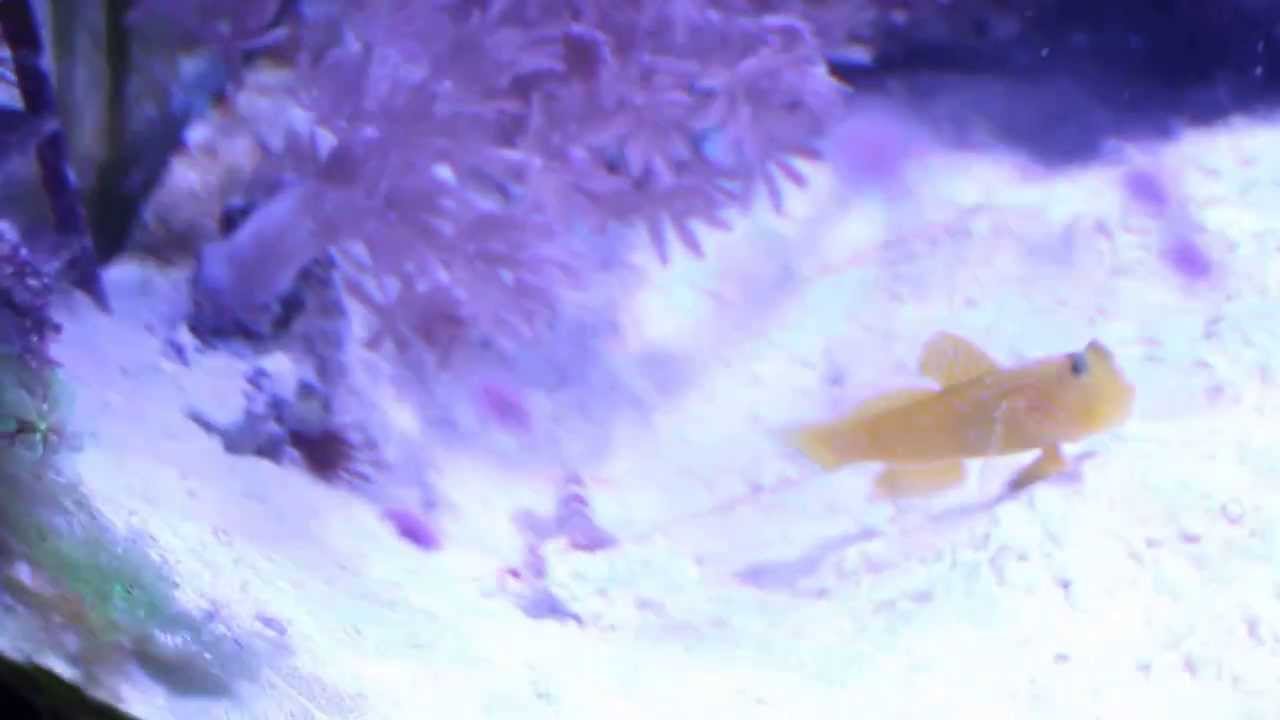Tiger Pistol Shrimp with Watchman Goby - YouTube