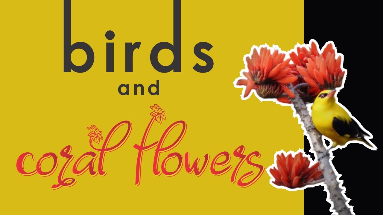 Birds on Coral Flowers | Himalayan Birds | Chakki Mod | Bird ...