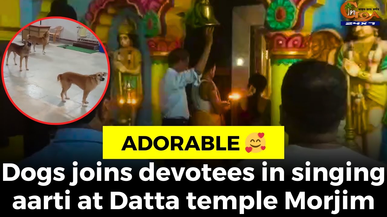 #Adorable 🥰 Dogs joins devotees in singing aarti at Datta temple Morjim ...