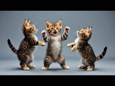 The Funniest Cat Dance Video Ever ||Funny Kittens Dancing to the Beat - YouTube