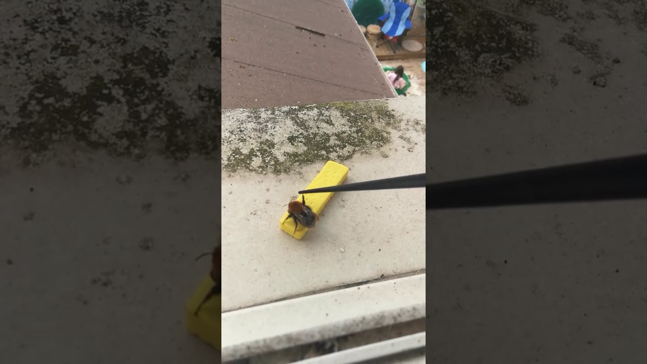Giving a Bee a High Five - YouTube