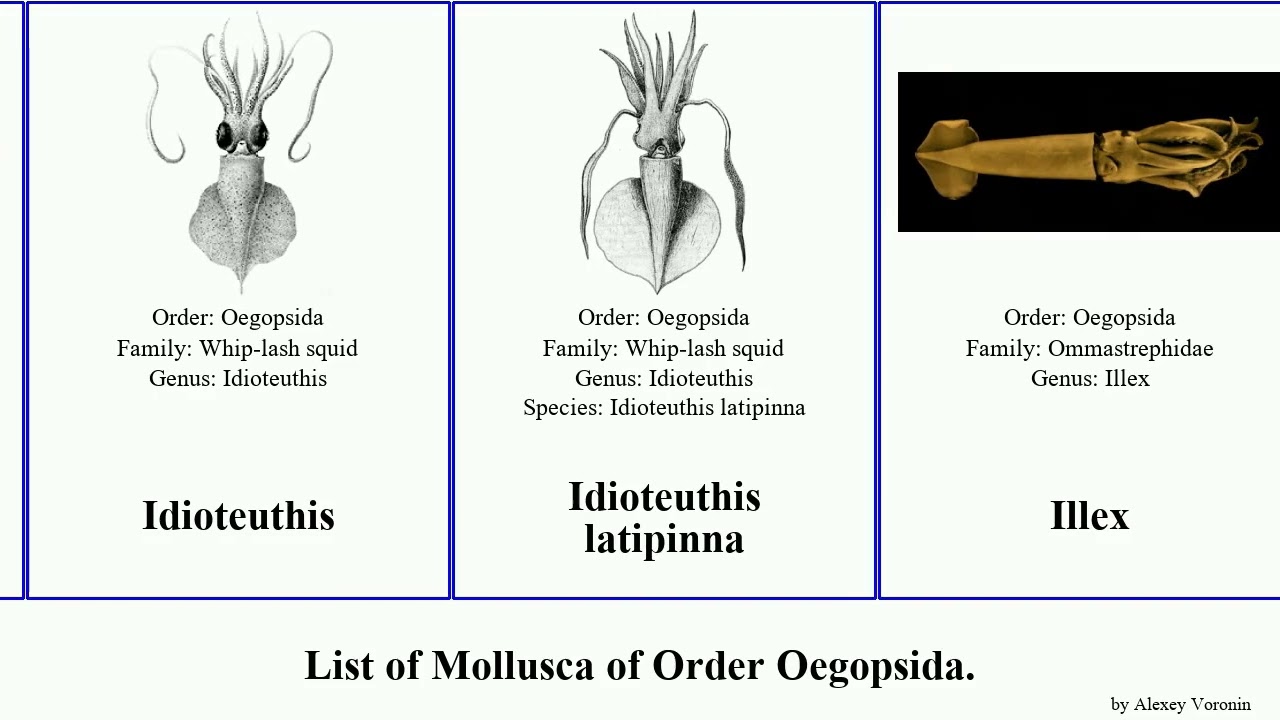 List of Mollusca of Order Oegopsida. squid mastigoteuthis abralia ...