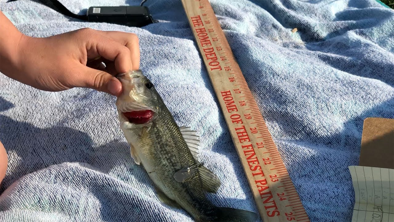 LBC Homemade Fish Tags - Part 2 - YouTube