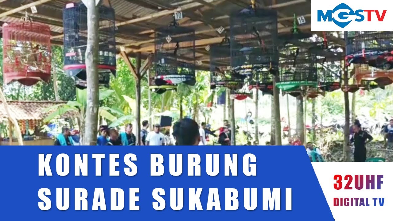 RATUSAN BURUNG DI SURADE ADU MERDU - YouTube
