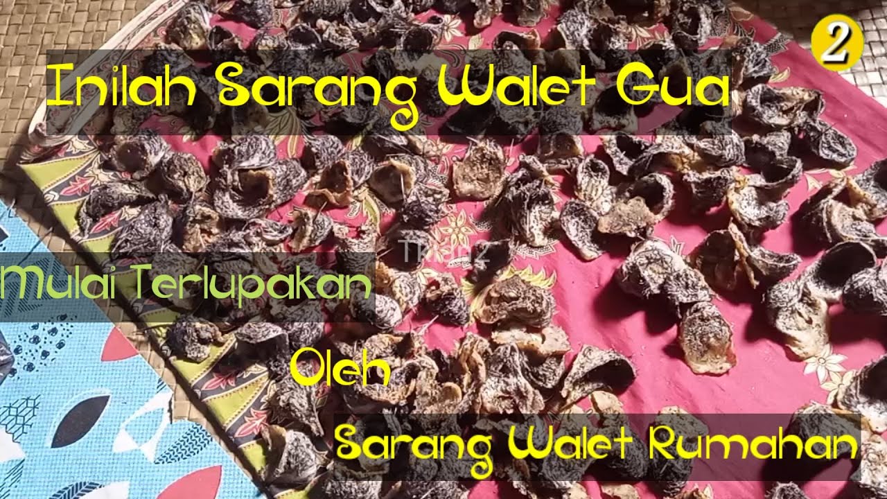 Sarang Walet Gua Tersisihkan Oleh Sarang Walet Rumahan - YouTube