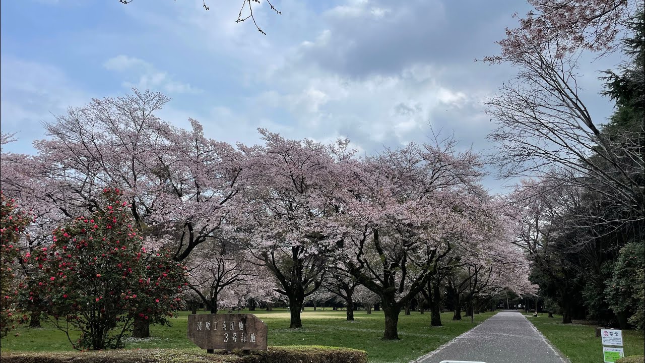 Beautiful spring Season in Japan | Cherry Blossoms week in Japan ...