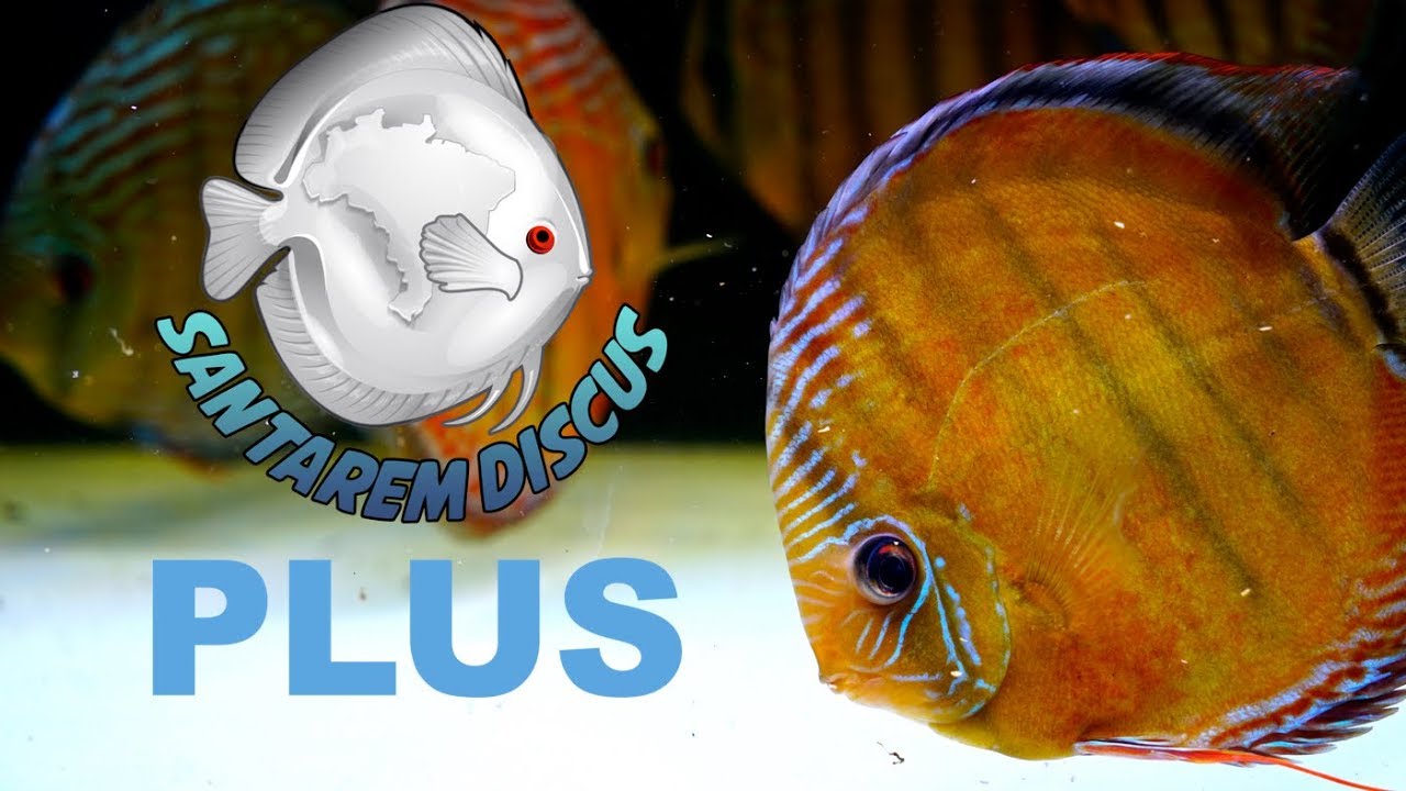 Santarem Discus Plus - THE HIGH QUALITY IN EUROPE - YouTube