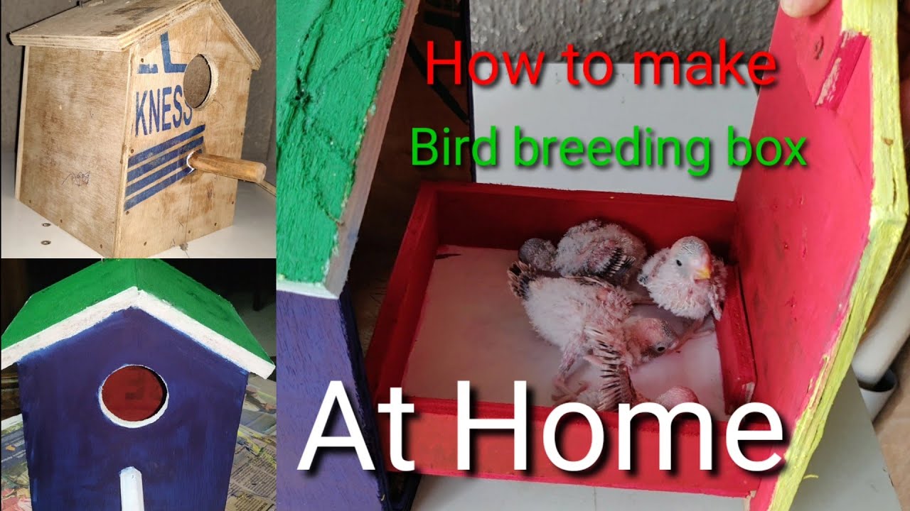 How to make breeding box for bird's - YouTube