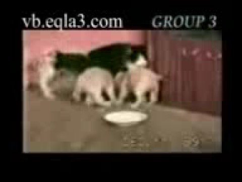 AFV - Funny Cats - YouTube