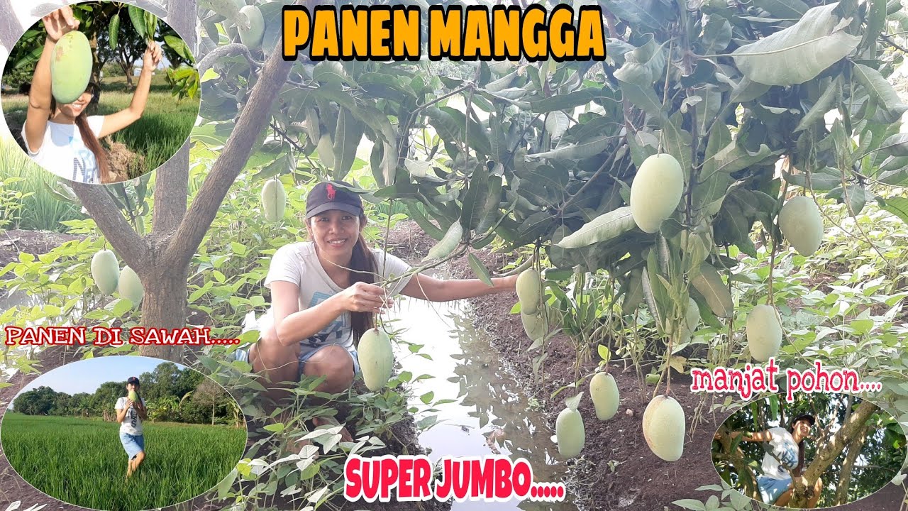 PANEN MANGGA MANGGA JUMBO INDRAMAYU || MANGGA GAJAH - YouTube