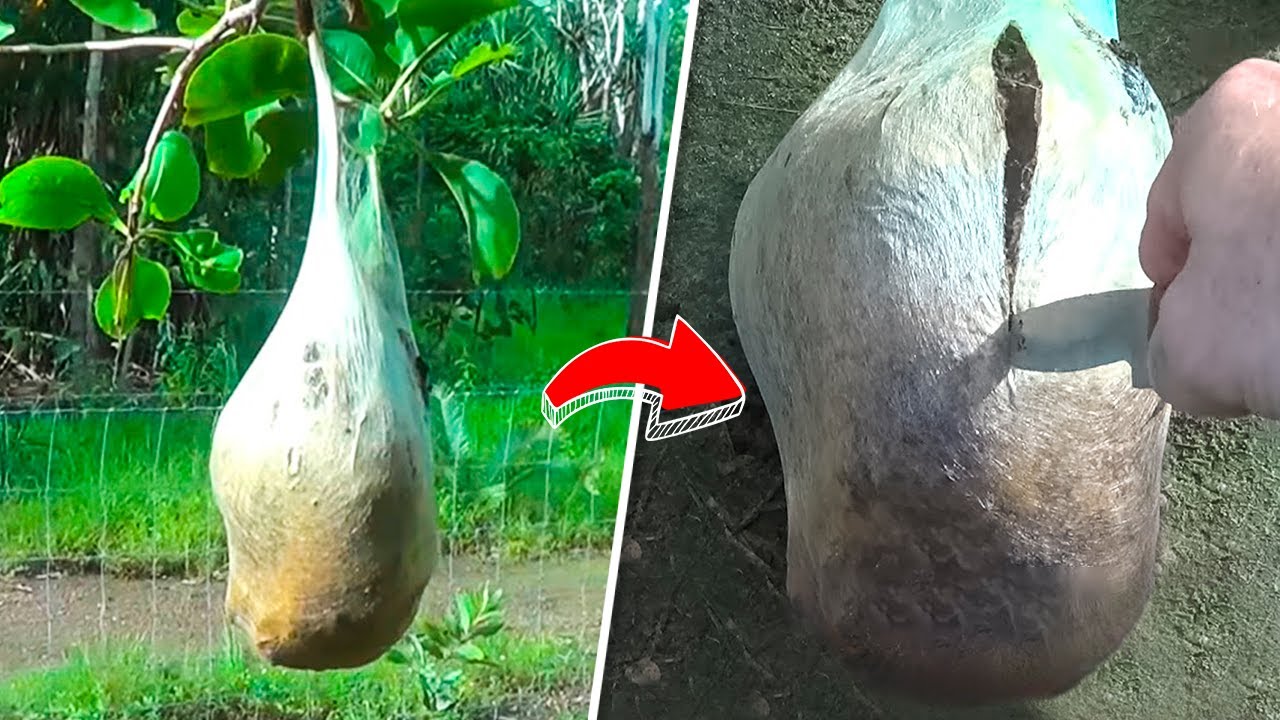 इस अजीब ककुन के अंदर यह था | Here's What Was Inside This Strange Cocoon ...