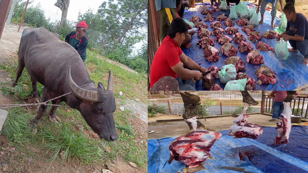 Best buffalo cutting style in nepal || रागो काट्ने तरीका ...