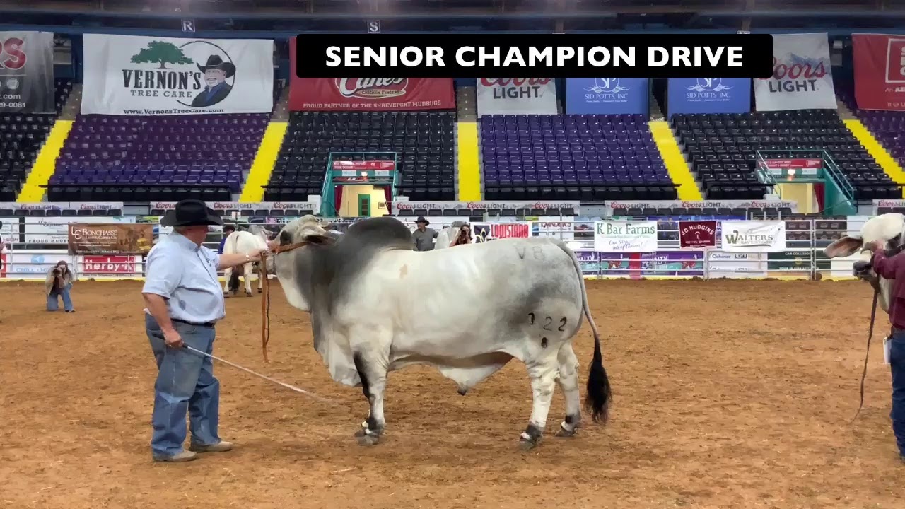 2020 ABBA National Brahman Show – Gray Bull Senior Classes & Division ...