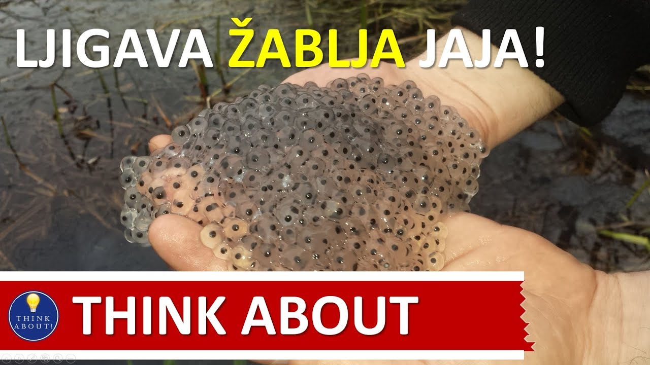 Razvojni ciklus žaba! Od punoglavca do odrasle žabe! - Think About ...