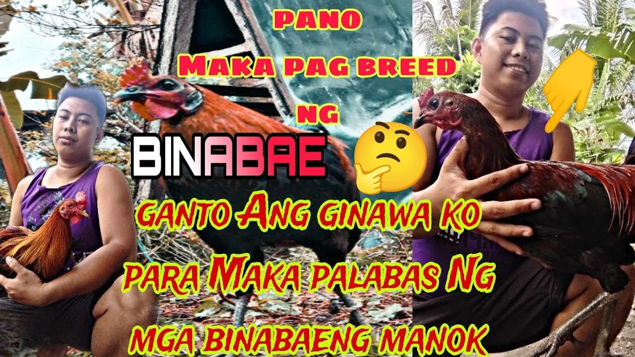 Pano mag palabas Ng binabaeng manok kahit Hindi BINABAE Ang materialis ...