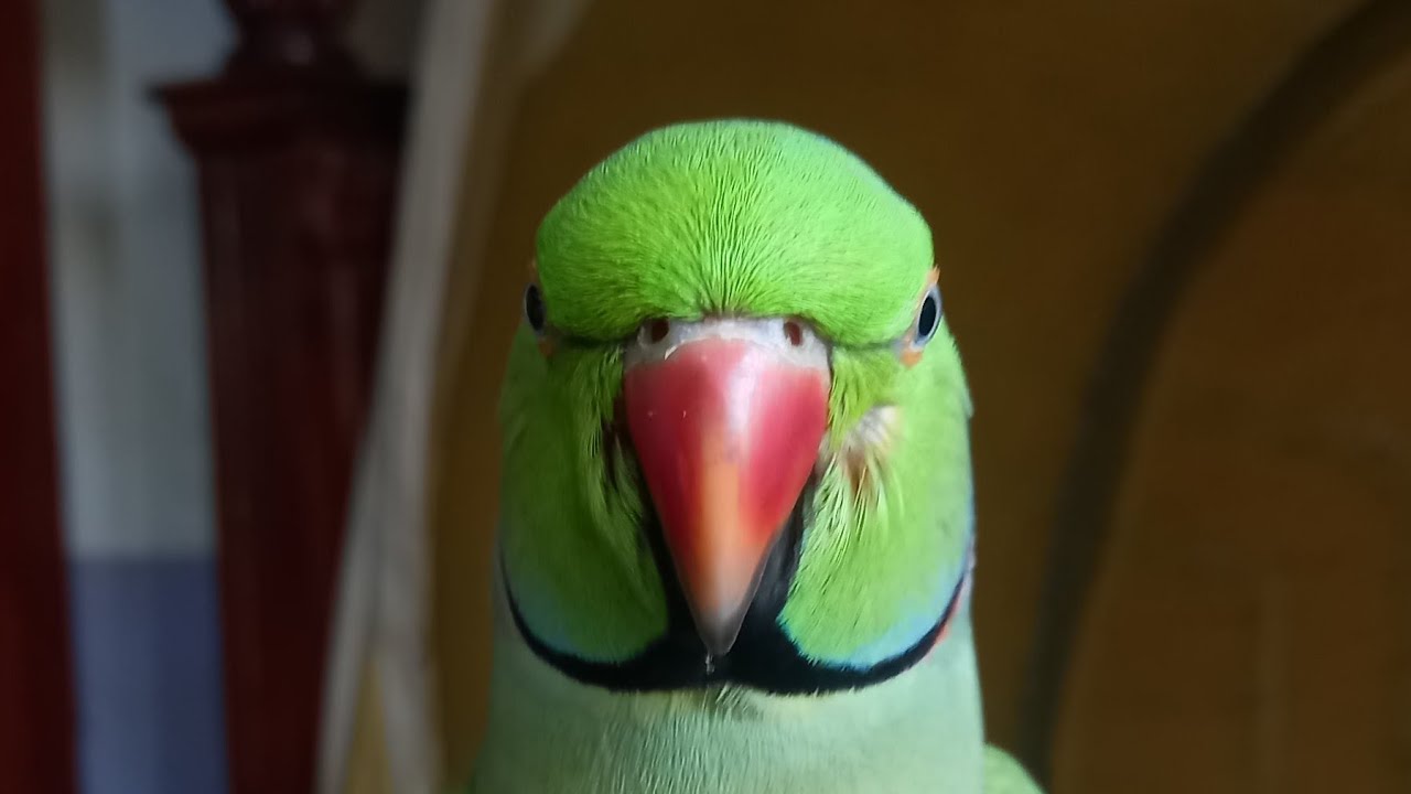 indian parakeet indian Ringneck parrot Talking Mithu Mithu Beautiful ...
