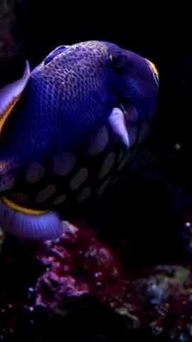 Clown Triggerfish One of The Most Beautiful Fish in the World...#shorts #aquariumfish #trending ...
