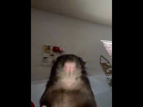 Swag Rat - YouTube