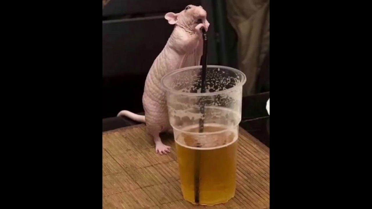 The Rat gang - YouTube