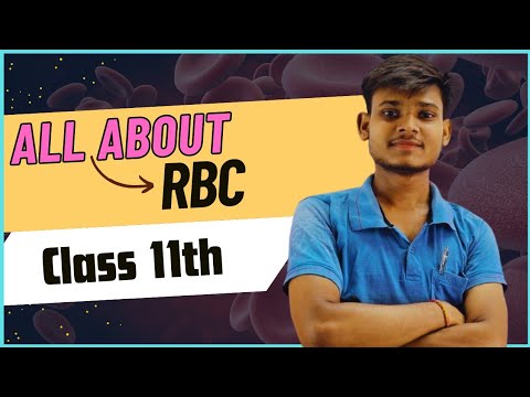 Red blood cells (RBC) | Body fluids and circulation | By Durganand ...