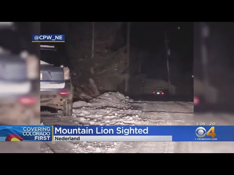 Mountain Lion Caught On Camera On A Nederland Street