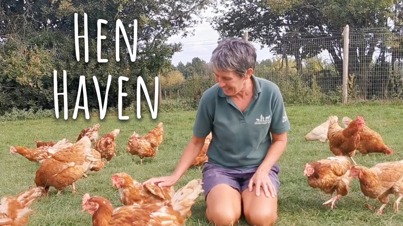 Rescued Hens Are Loving Sanctuary Life! - YouTube