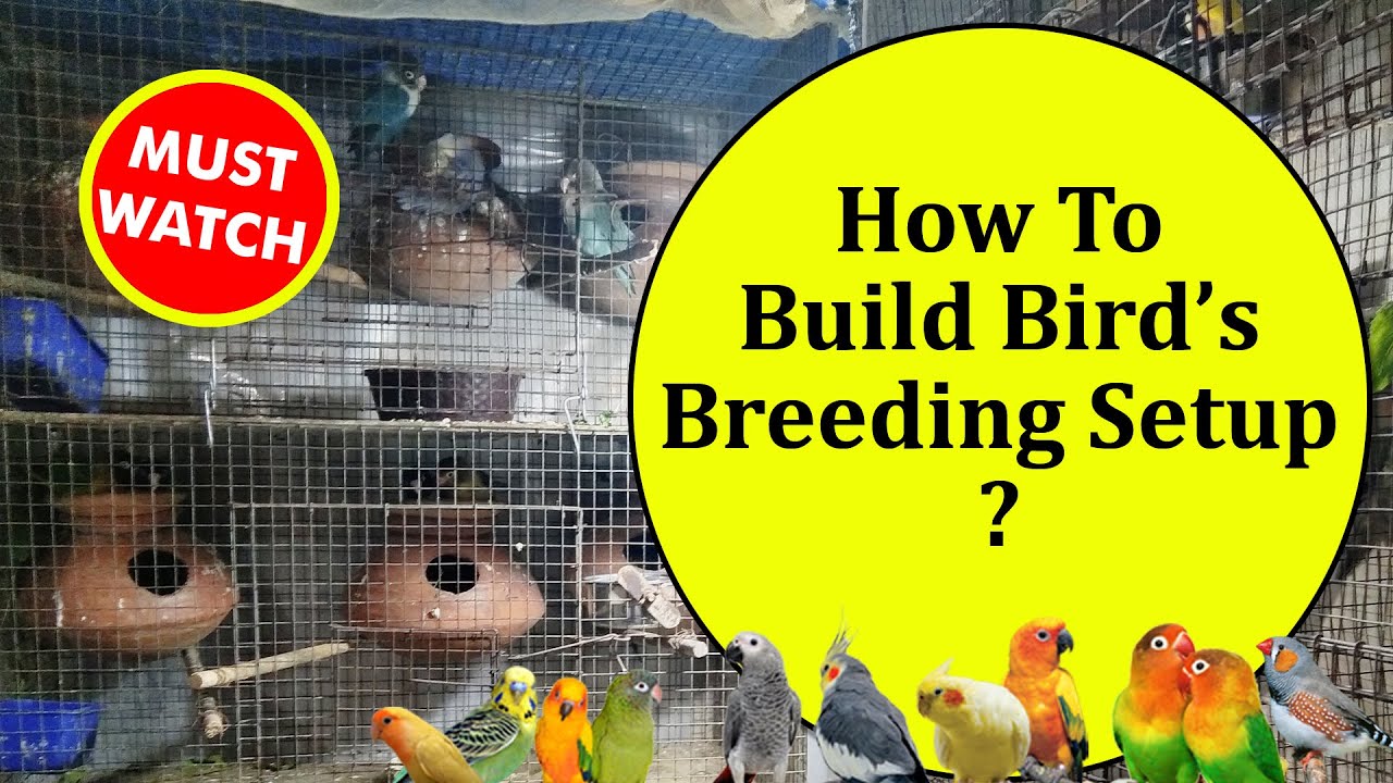 How To Build Exotic Bird’s Breeding Setup Properly ? | उचित पक्षी ...