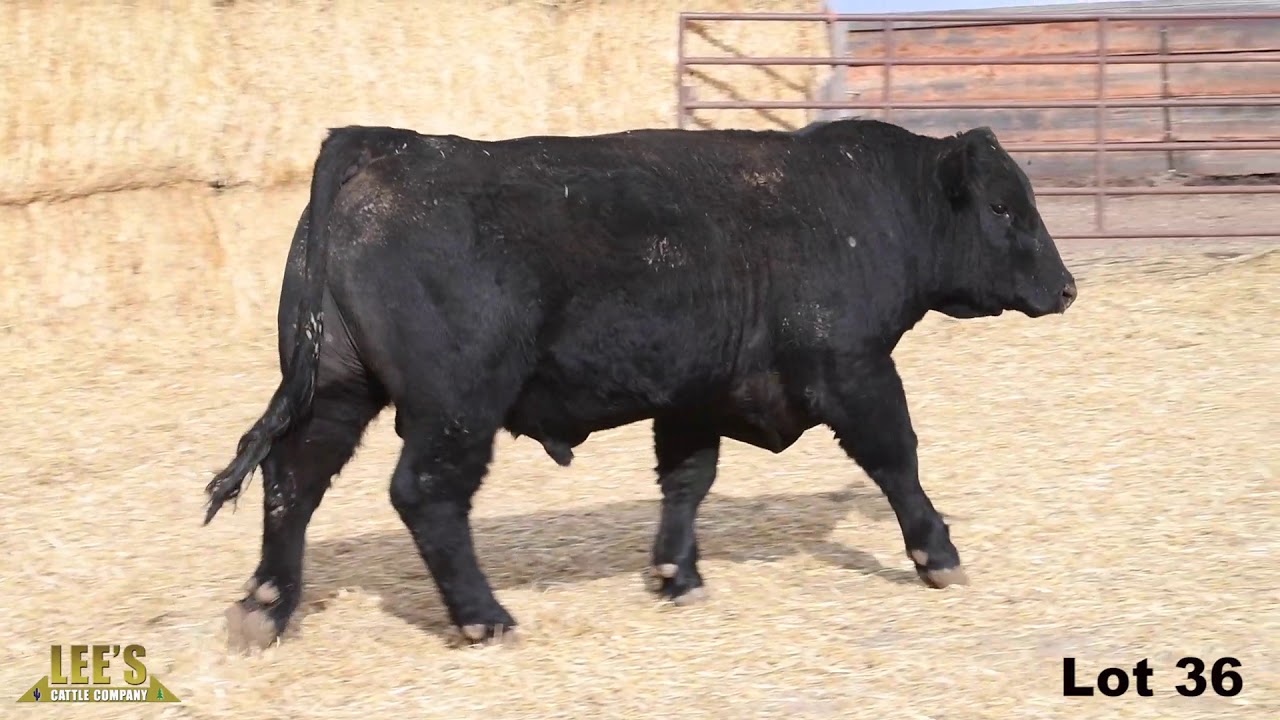 Lee Cattle Co 2020 Lot 36 - YouTube