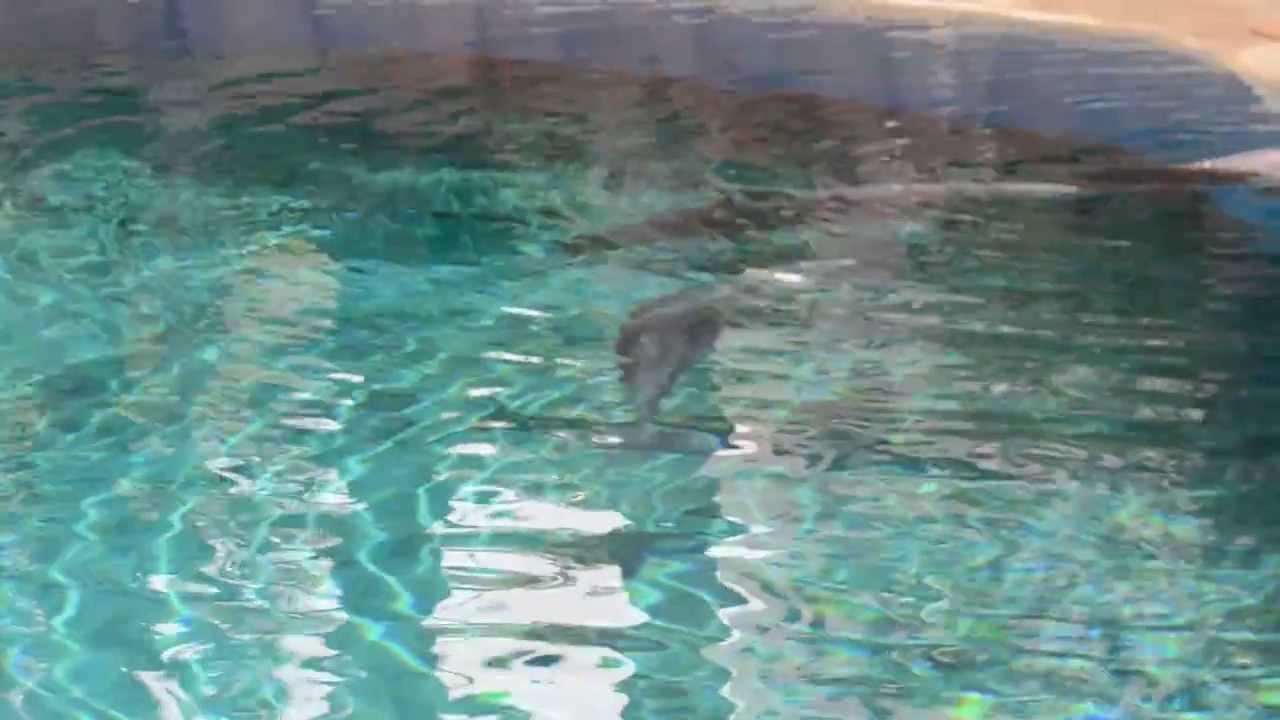 Dolphins - YouTube
