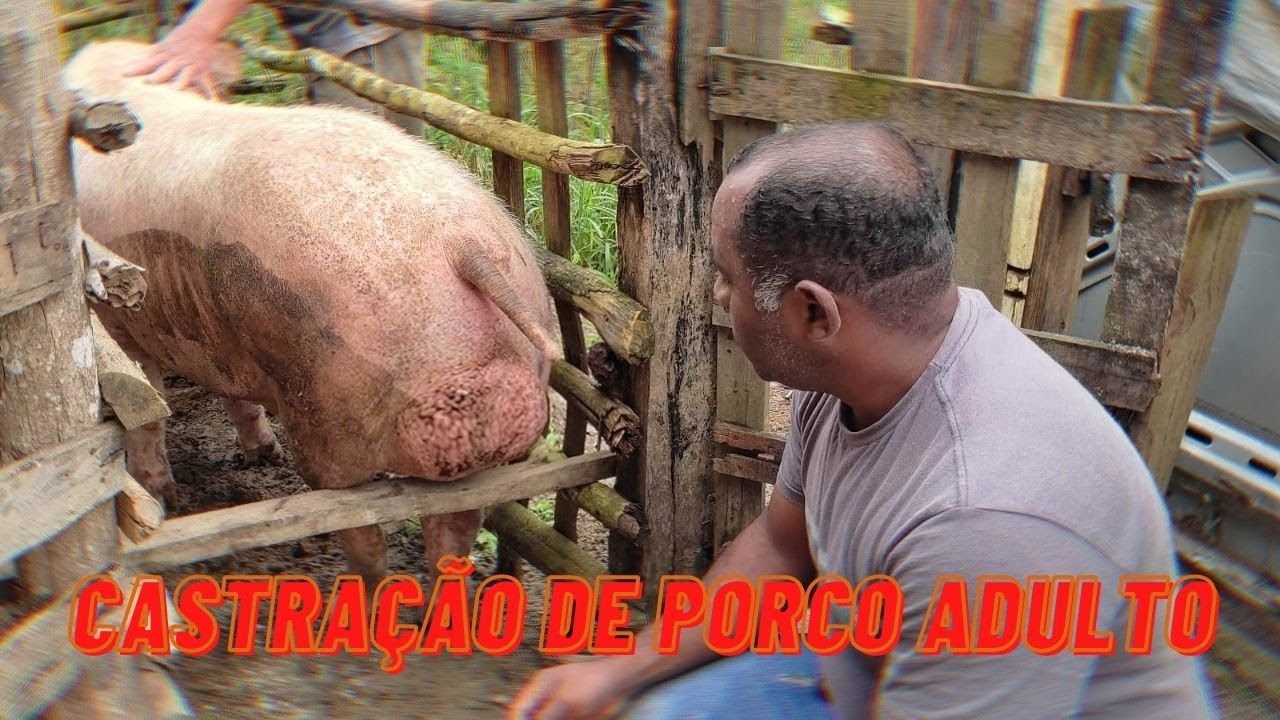 CASTRAÇÃO DE UM PORCO ADULTO - como fazer! - YouTube