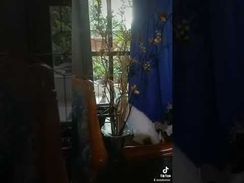 tingkah kepo berlian si kucing putih