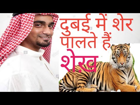 दुबई में शेर से खेलते हैं शेख। amazing fact of Dubai Dubai mein sher se ...